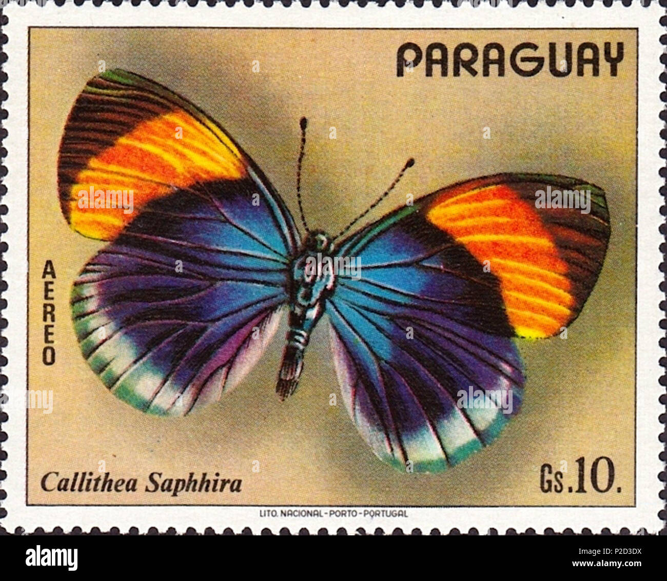 . Asterope sapphira . 1973. Unknown 5 Asterope sapphira 1973 Paraguay ...