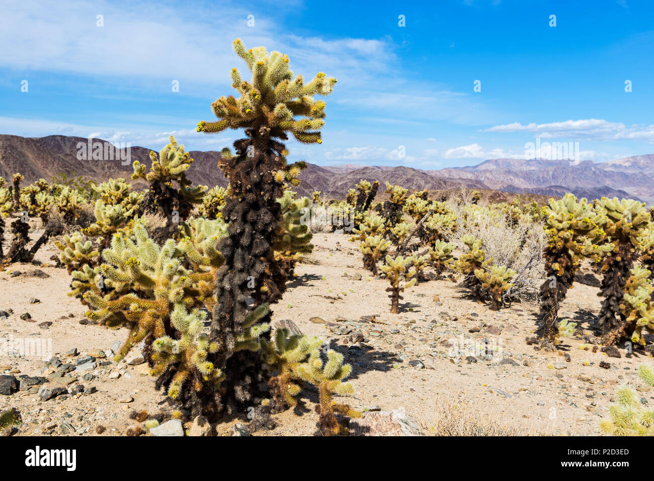 Cholla cactus (Cylindropuntia fulgida) also known as the hanging chain ...
