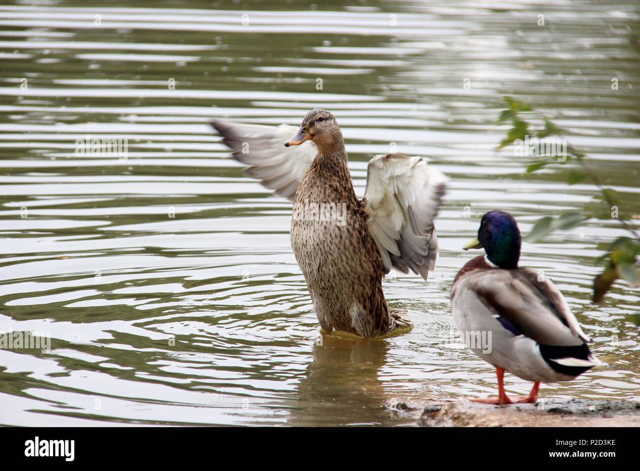 two ducks in the lake Stock Photo - Alamy
