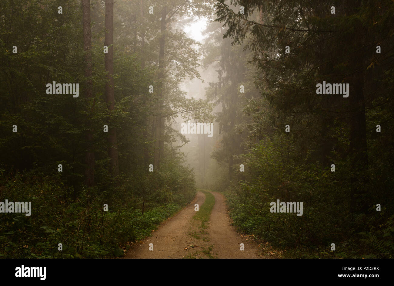 Empty forest hi-res stock photography and images - Alamy