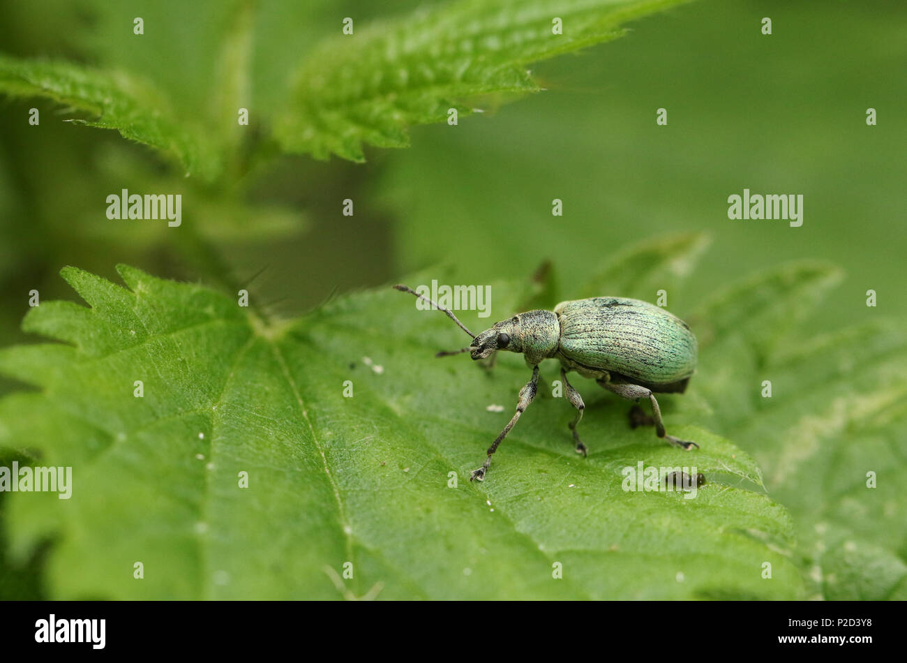 A small Weevil (Phyllobius) perching on a stinging nettle leaf Stock ...