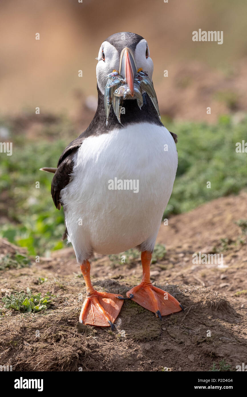 Atlantic Puffin (Fratercula arctica) with its beak full of sand eels on ...