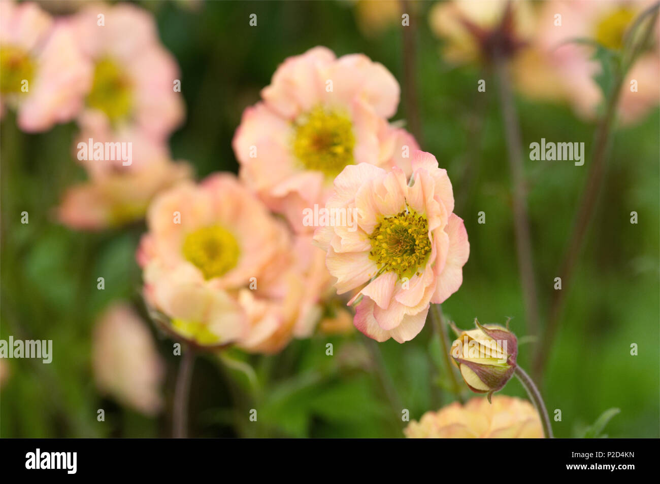 Geum leaves hi-res stock photography and images - Alamy