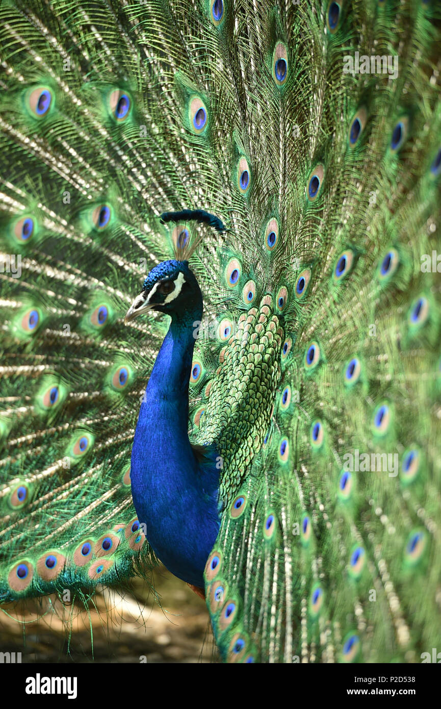 Blue Peahens High Resolution Stock Photography and Images - Alamy