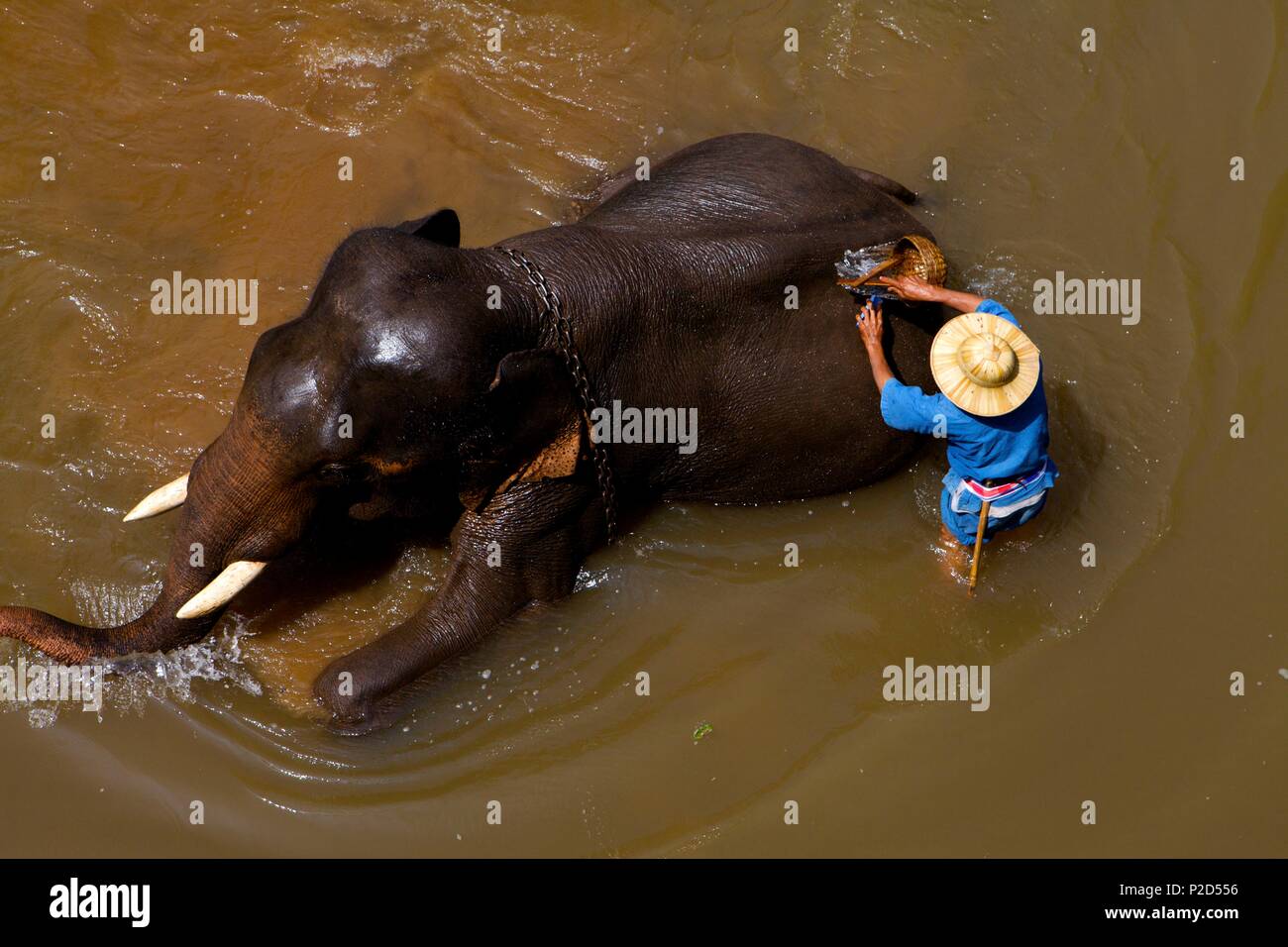 Thailand, Northern Thailand, elephant washing Stock Photo - Alamy
