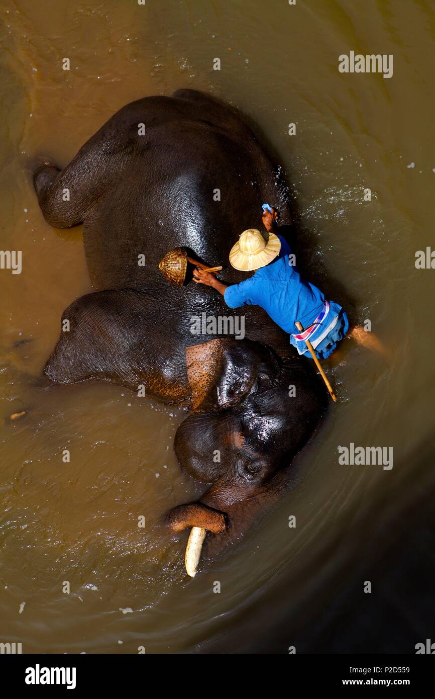 Man washing animals hi-res stock photography and images - Alamy