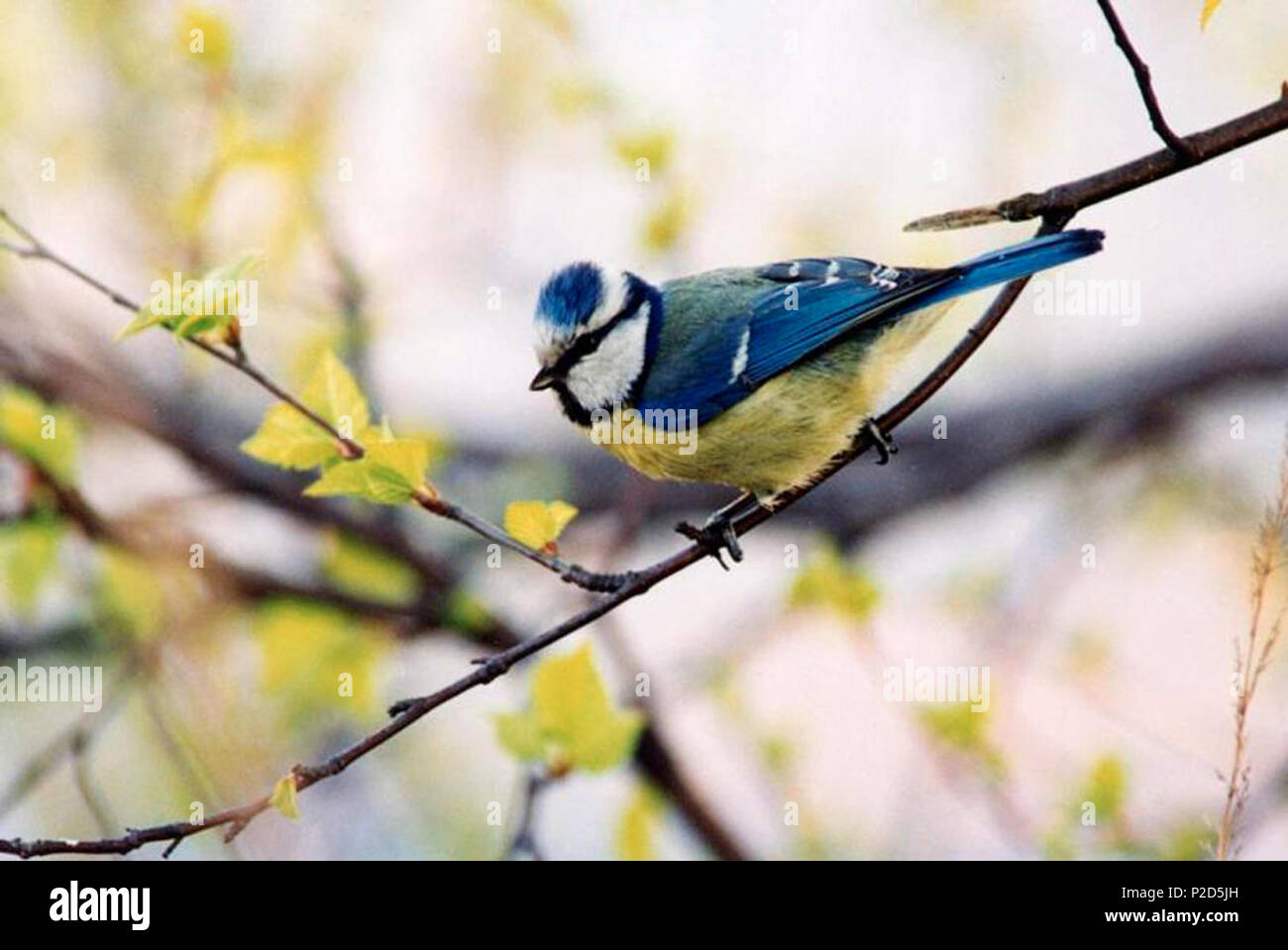. English: A blue titmouse (Cyanistes caeruleus) . Unknown date. Toivo ...