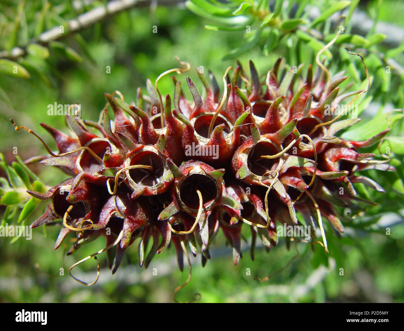 . English: Seed pods on a stem . September 2005. This file is lacking ...