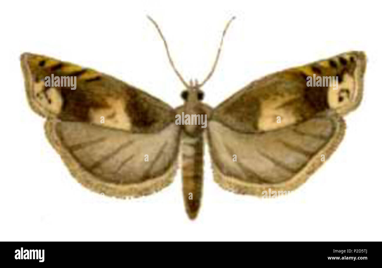 Epiblema hi-res stock photography and images - Alamy