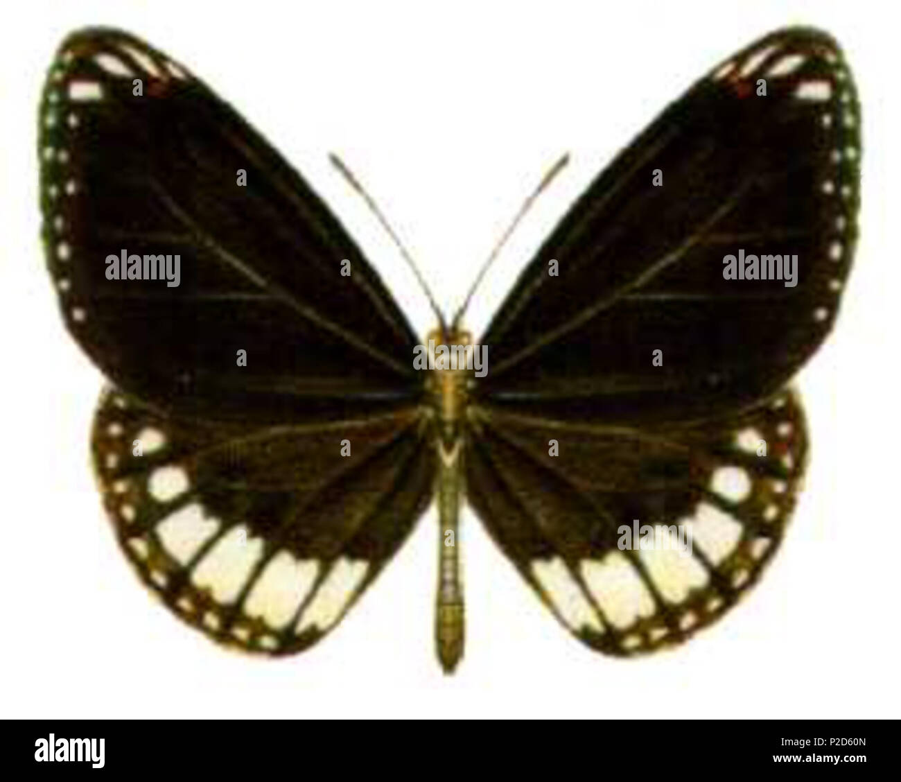 19 Euploea alcathoe (ento-csiro-au Stock Photo - Alamy