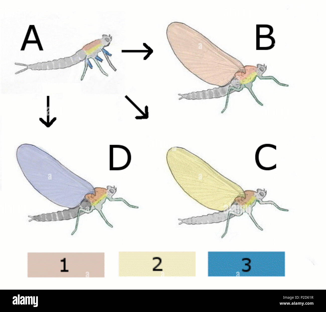 19 Evolution of wing of insect-V2 Stock Photo - Alamy