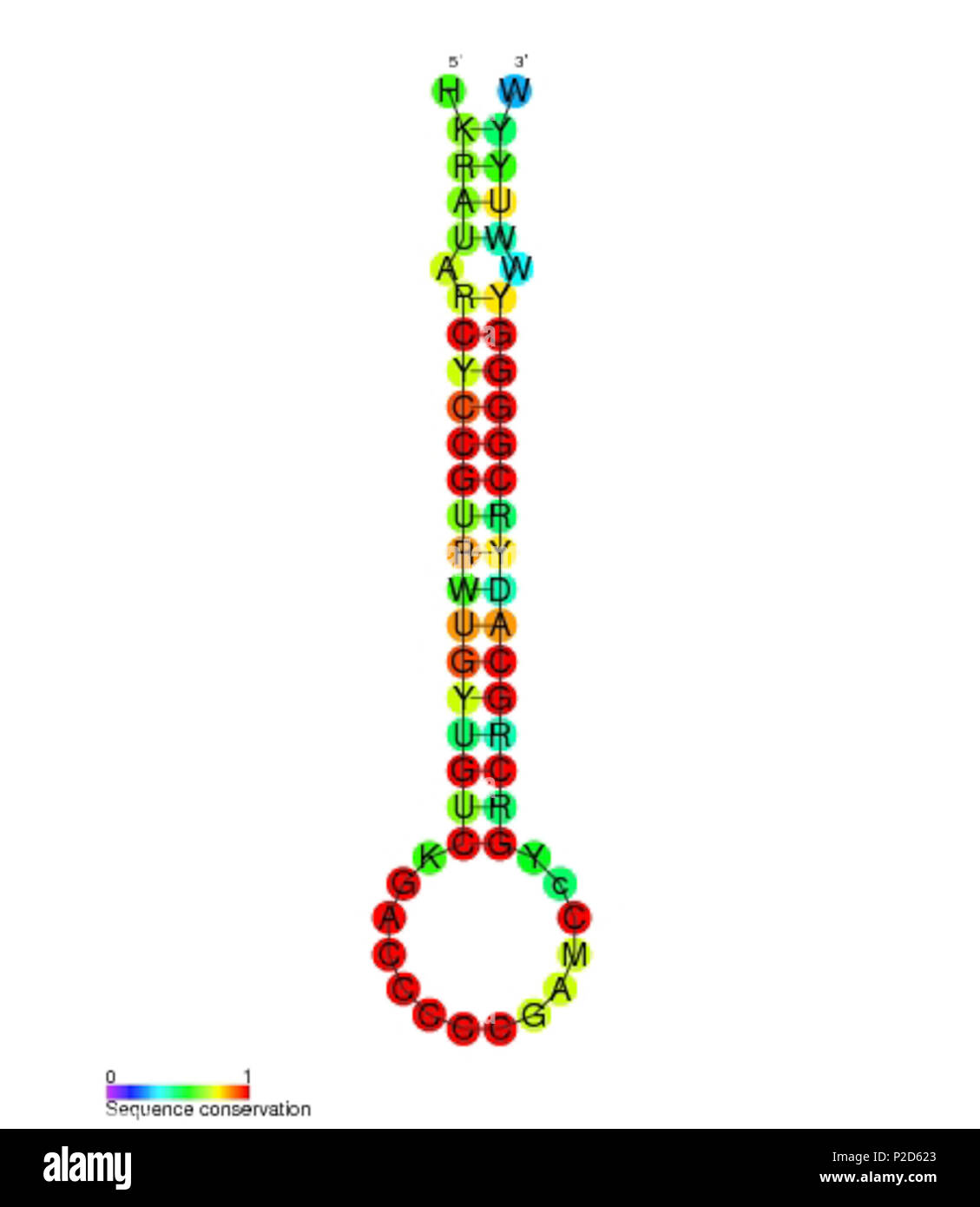 . Secondary structure and sequence conservation image for F6 non coding ...