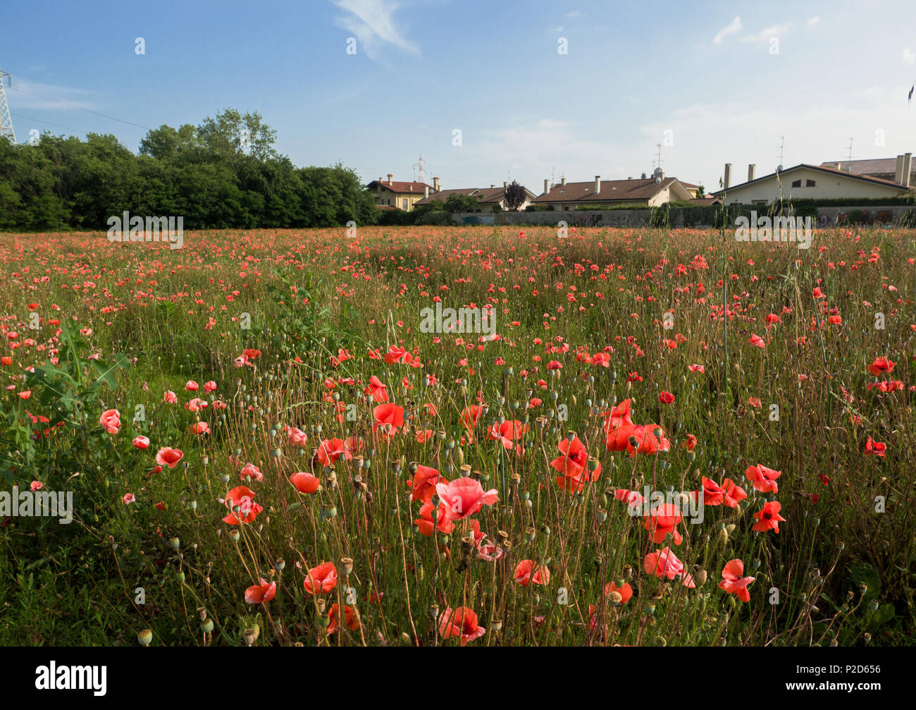 colorful poppies field in summer season Stock Photo - Alamy