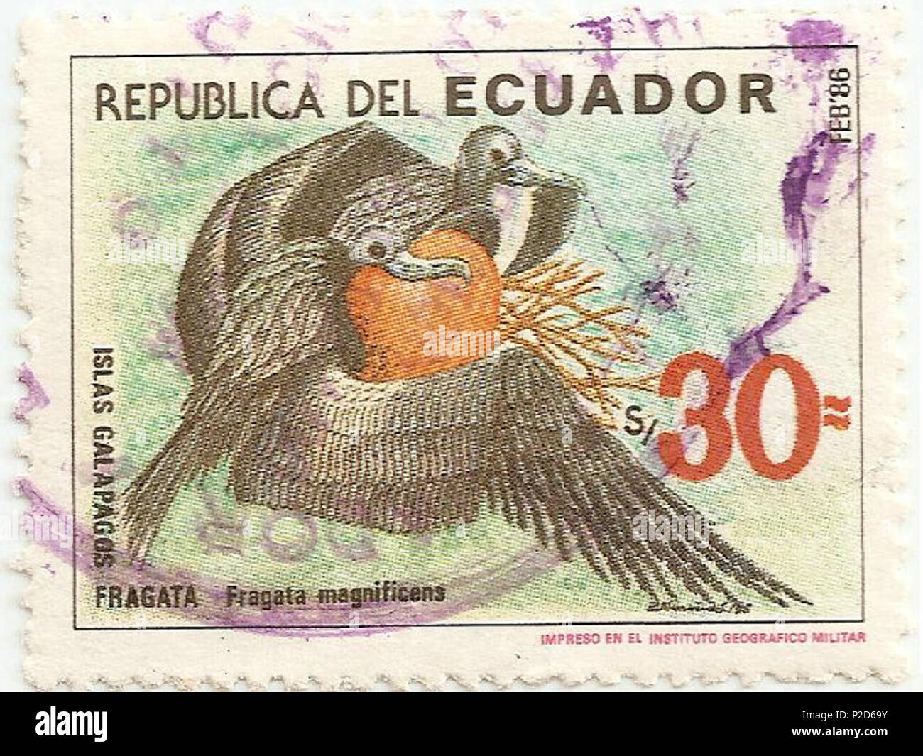 . English: Fregata magnificens (erroneously named Fragata magnificens ...