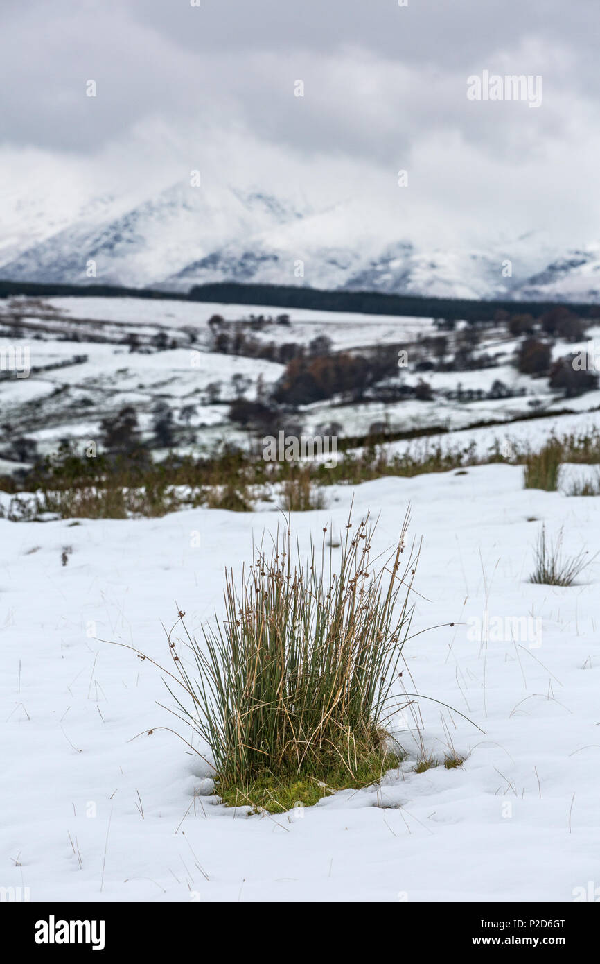 English winter hi-res stock photography and images - Alamy