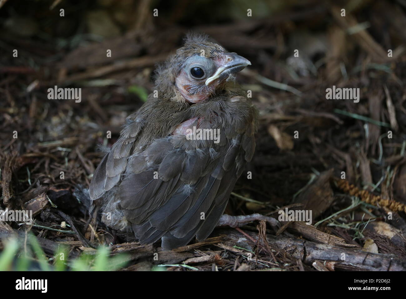 Cardinal nest hi-res stock photography and images - Alamy