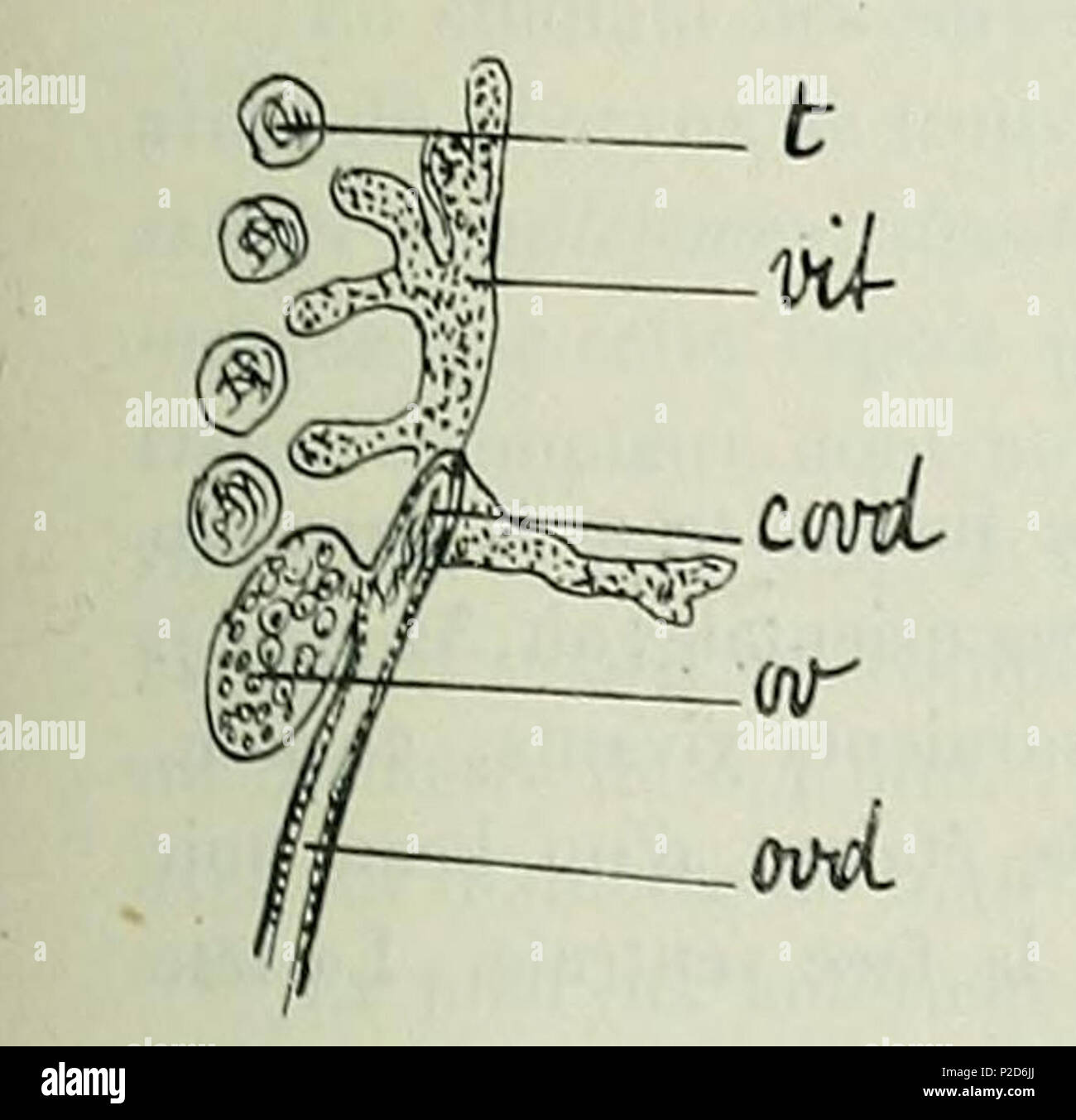 Oviduct hi-res stock photography and images - Alamy