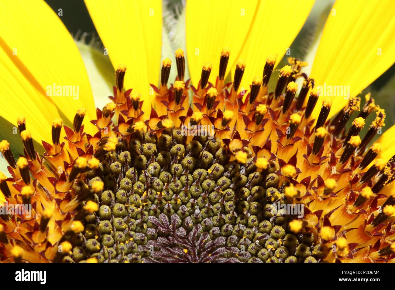 Macro shot of a sunflower Stock Photo - Alamy