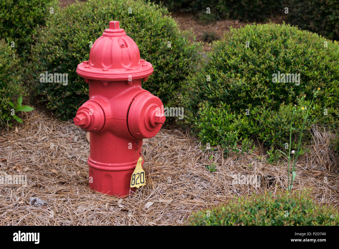Fire hydrant sitting among the bushes at a southern Alabama apartment ...