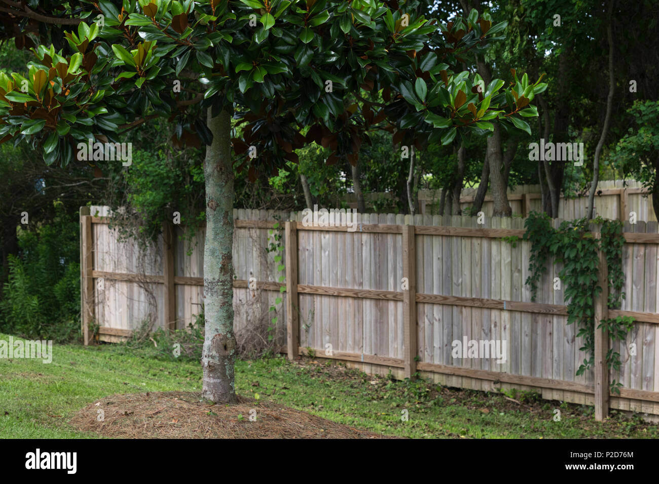 Magnolia Tree and board fence in southern Alabama, USA Stock Photo - Alamy