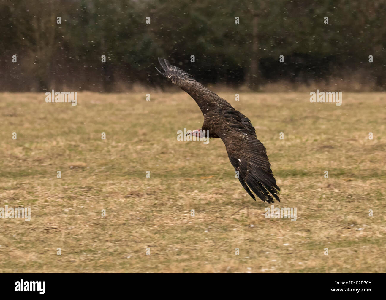 Turkey hawk hi-res stock photography and images - Alamy