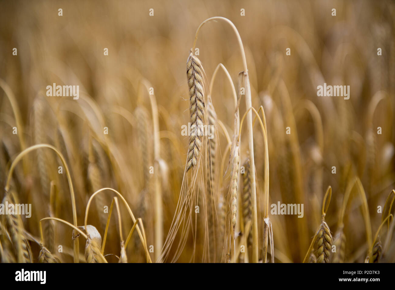 Ripe barley heads ready for harvesting. Yorkshire, UK Stock Photo - Alamy
