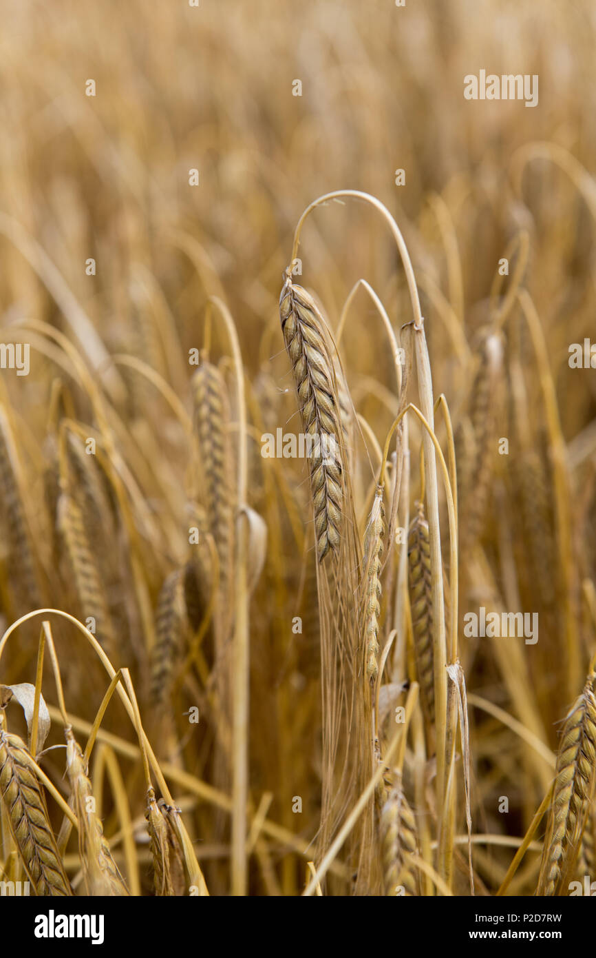 Ripe barley heads ready for harvesting. Yorkshire, UK Stock Photo - Alamy