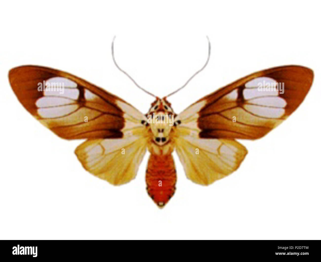 Before order Cut Out Stock Images & Pictures - Alamy