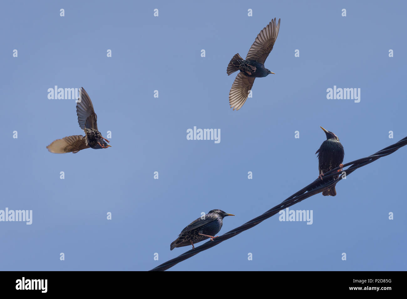 Power line bird in flight hi-res stock photography and images - Alamy
