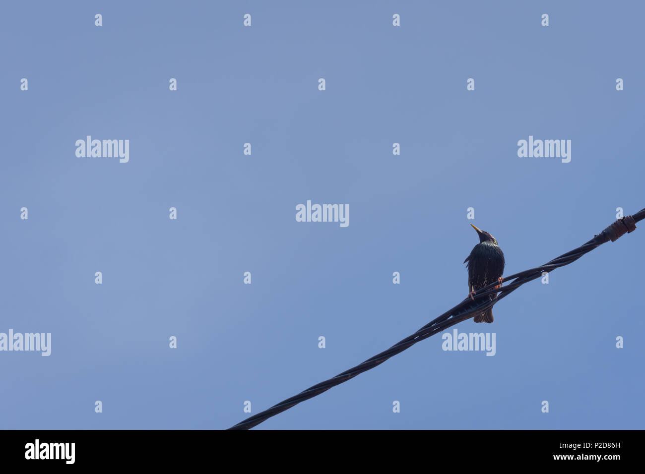 Power line bird in flight hi-res stock photography and images - Alamy