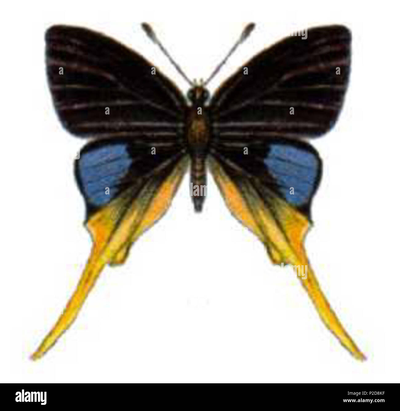 . Bindahara phocides yurgama . Commonwealth Scientific and Industrial ...