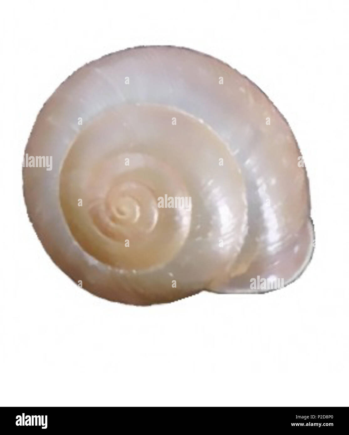 . English: shell of Bradybaena similaris . Last Updated: 19 September ...