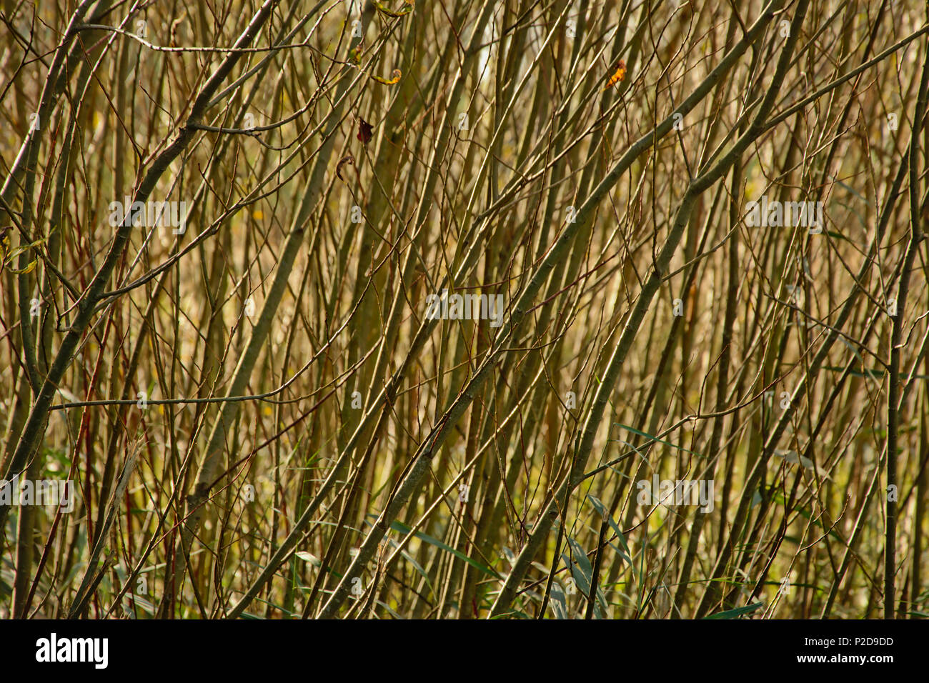 Nature background of many layers of many branches of shrubs, filled ...