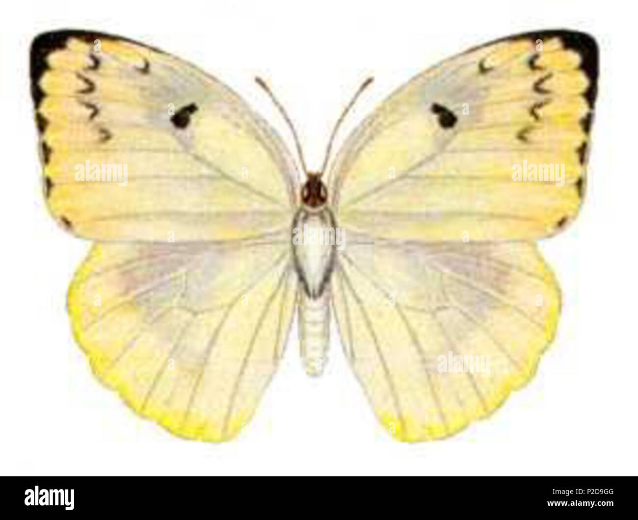 Catopsilia pomona hi-res stock photography and images - Alamy