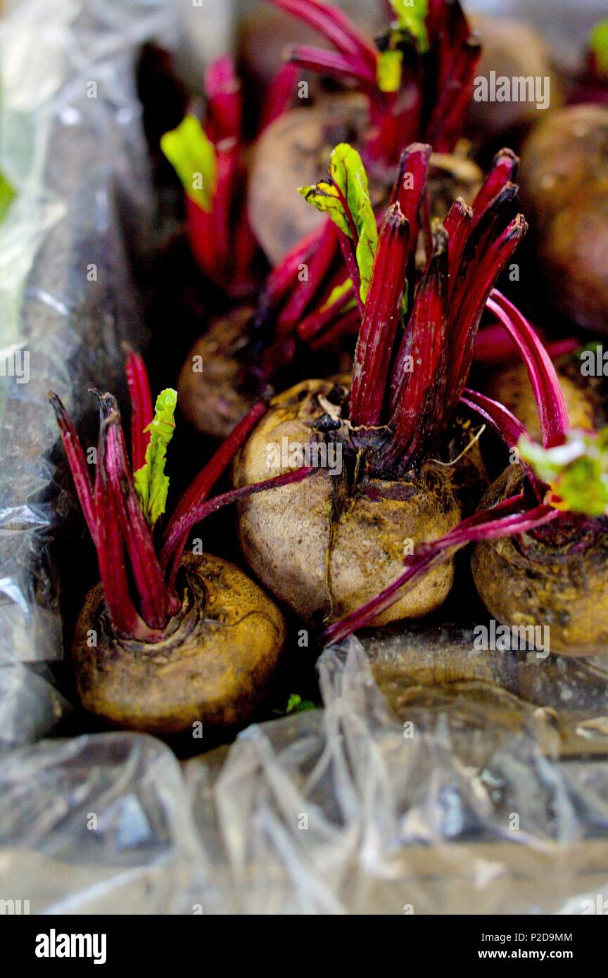 Russia, Moscow, red beets on the market Stock Photo - Alamy