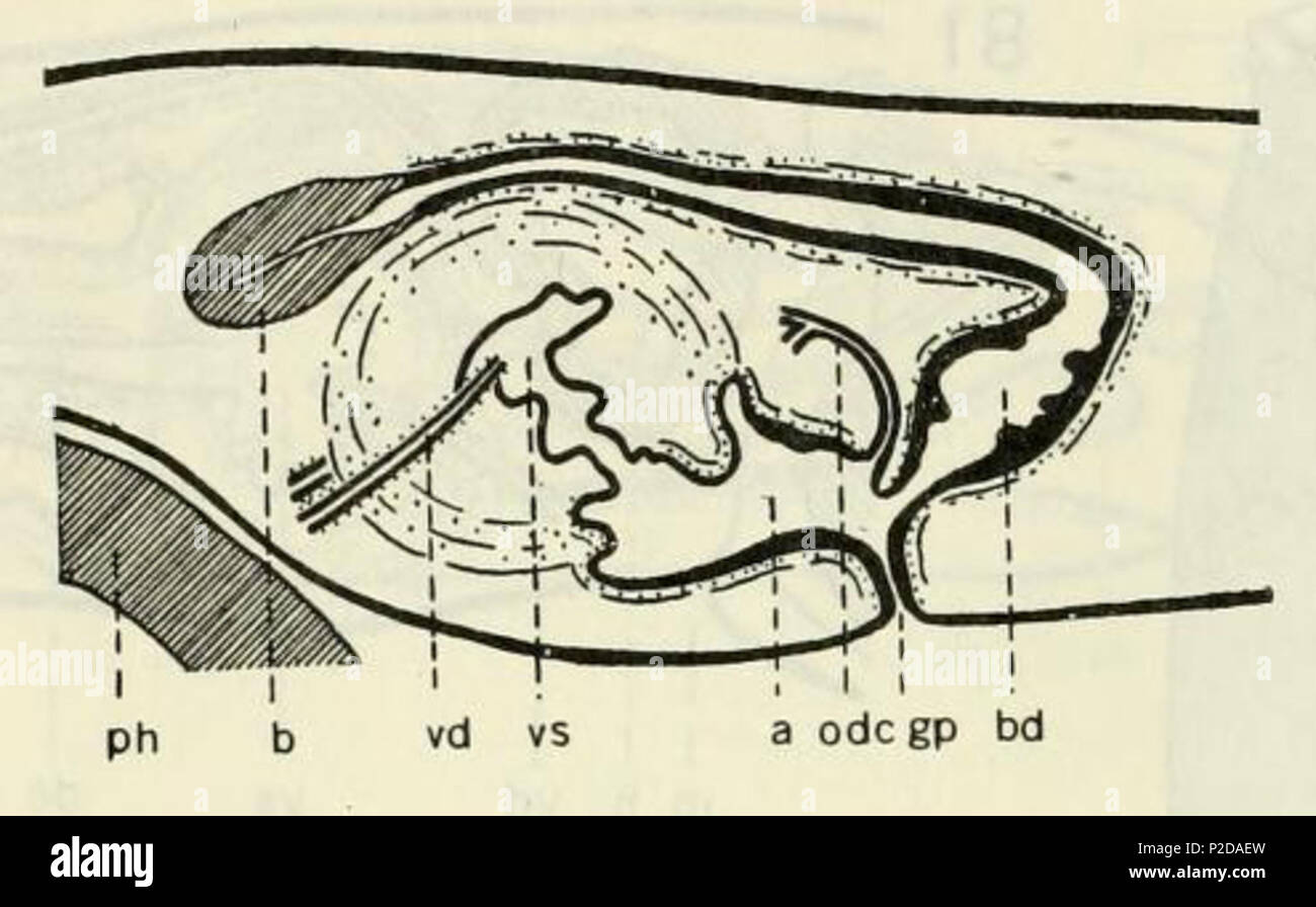 . English: Reproductive system of Dendrocoelopsis alaskensis ...