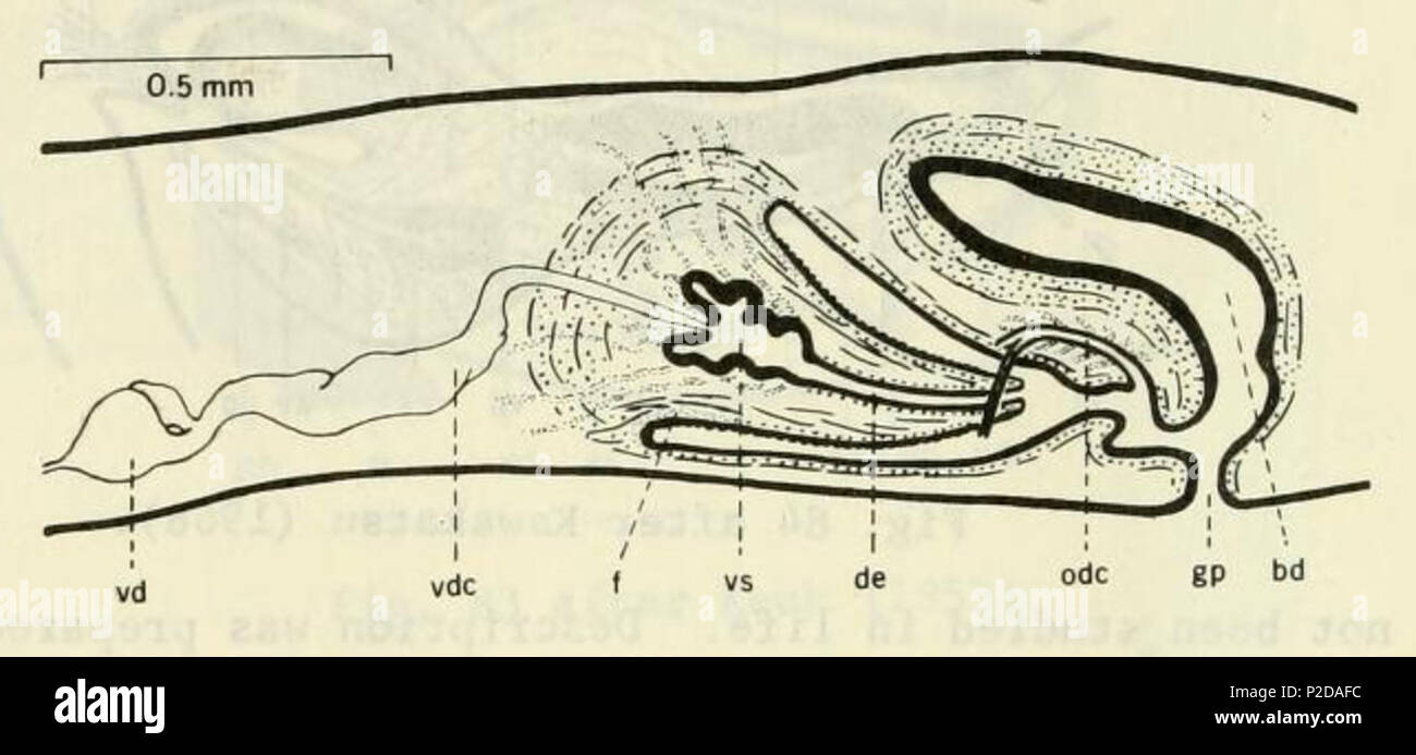 . English: Dendrocoelopsis americana. Copulatory apparatus. 26 December ...
