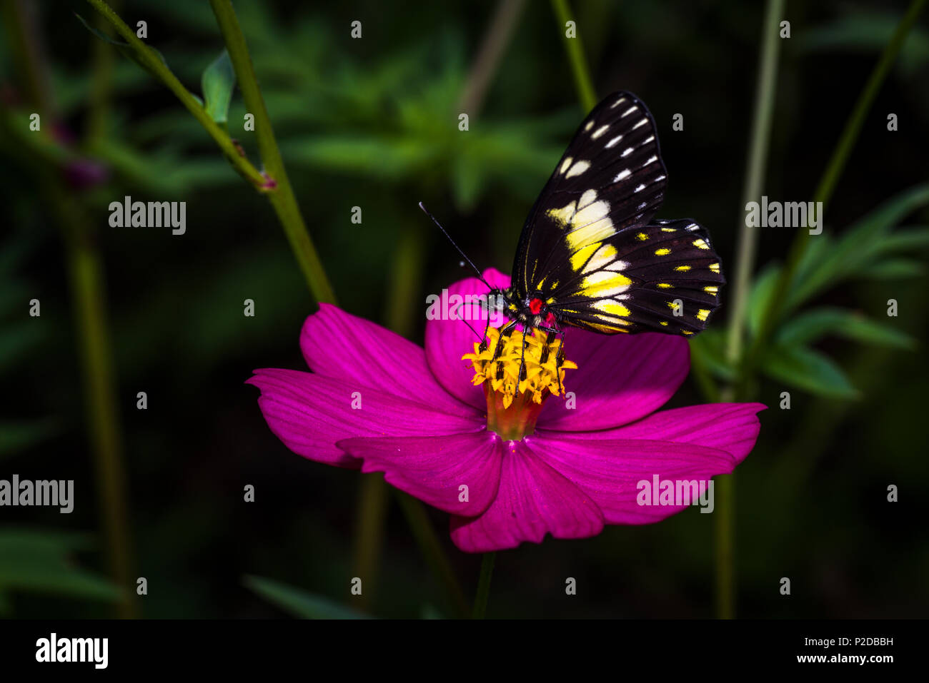 Mary image hi-res stock photography and images - Alamy