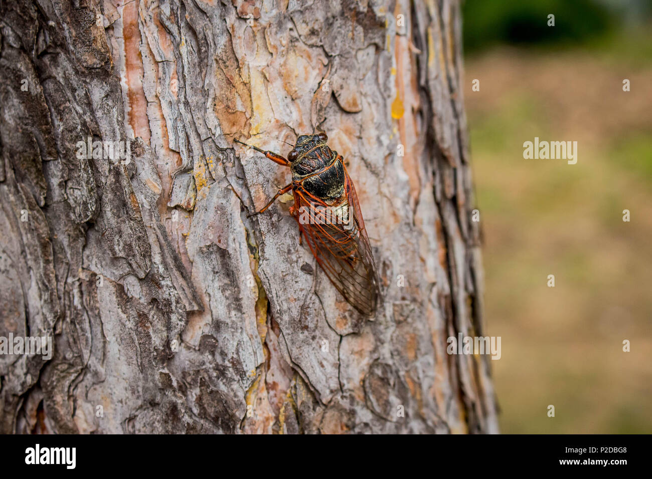 Cicada on pine tree hi-res stock photography and images - Alamy