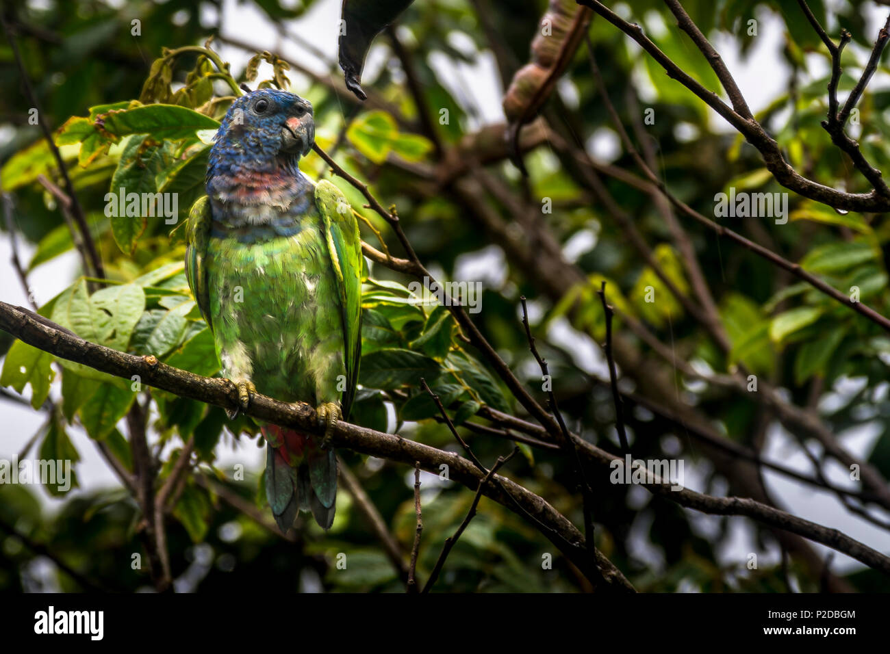 Wet blue headed parrot Stock Photo - Alamy