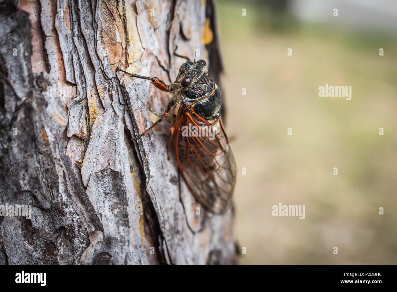 Cicada on pine tree hi-res stock photography and images - Alamy