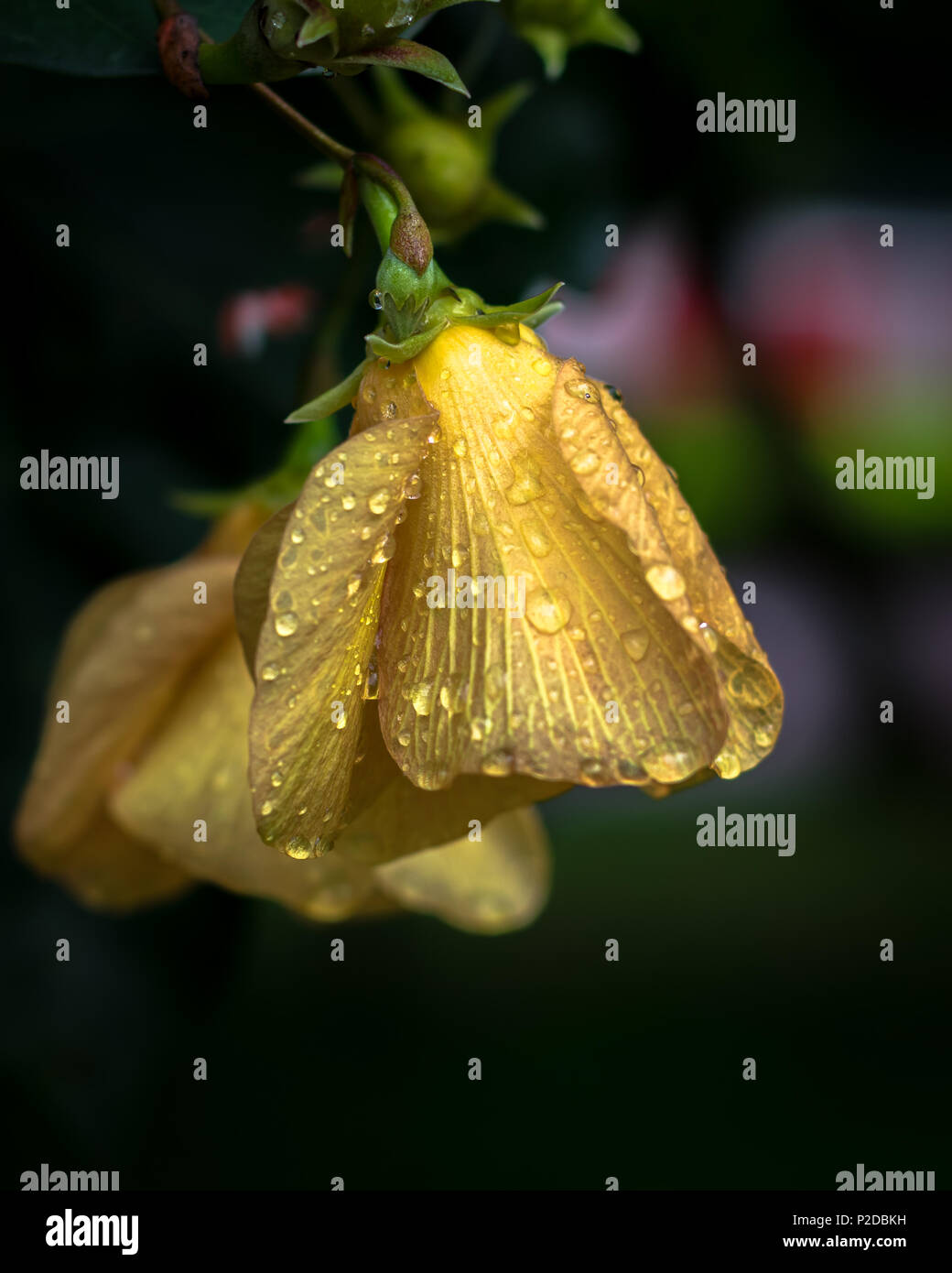 Gold flowers hi-res stock photography and images - Alamy