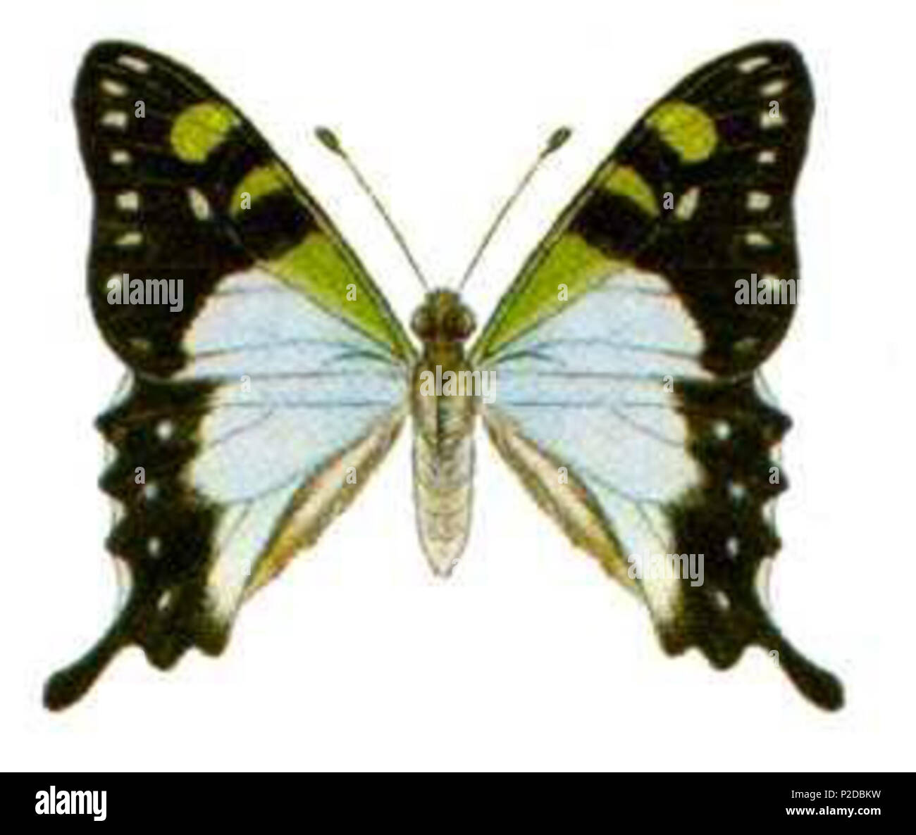 23 Graphium macleayanus (ento-csiro-au Stock Photo - Alamy
