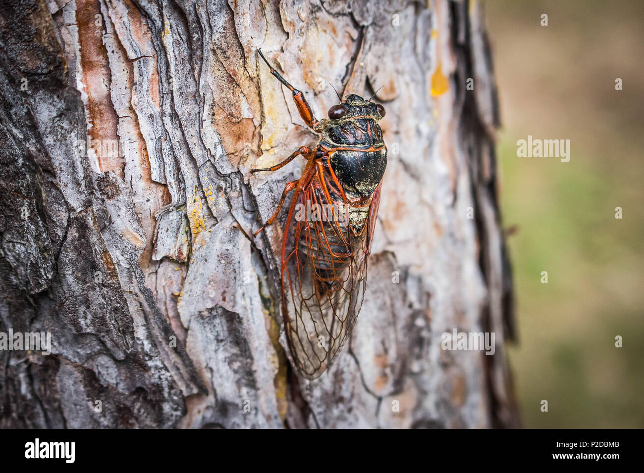 Single adult cicada on the bark of pine tree in the park forest Stock ...