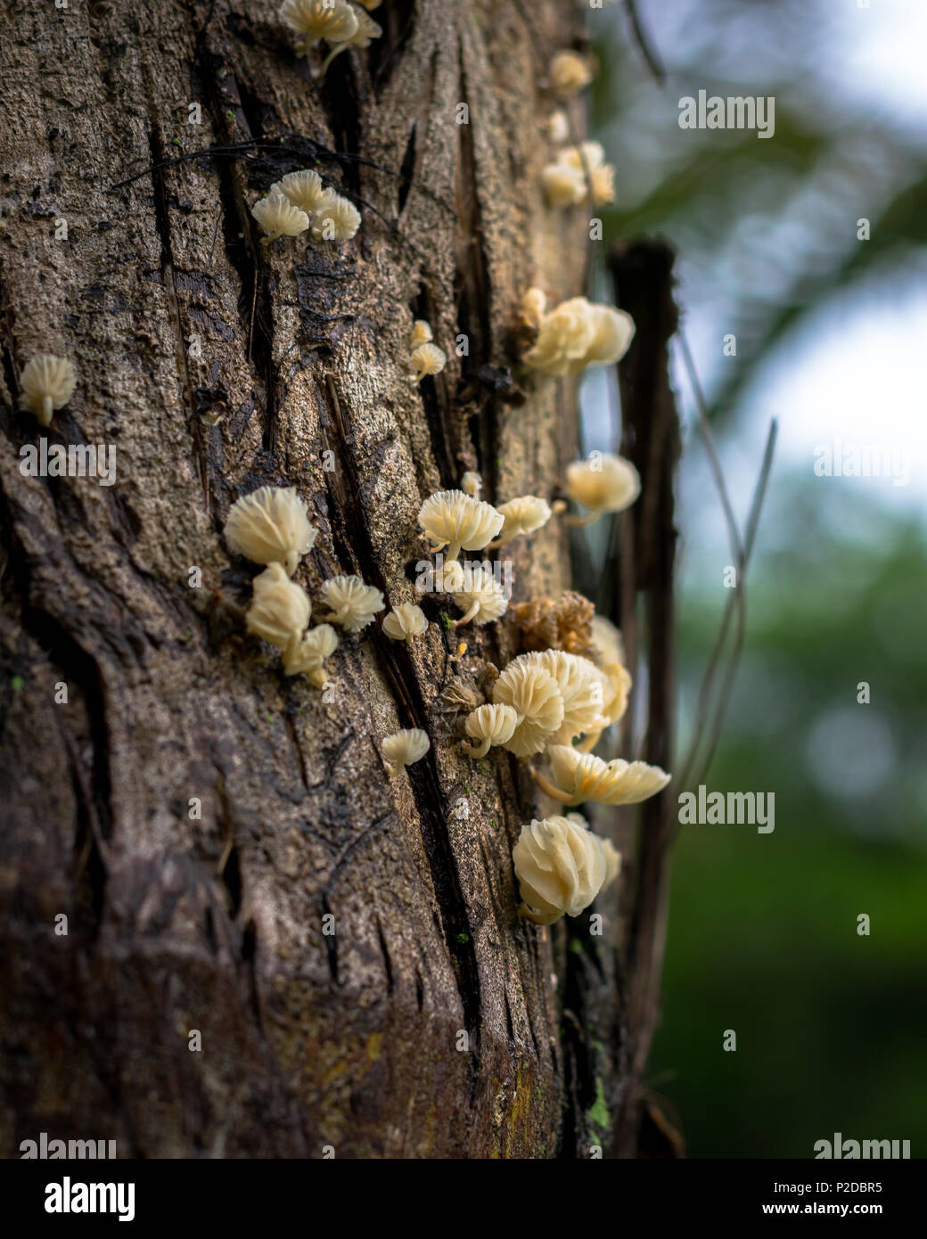 Growing shitake mushroom hi-res stock photography and images - Alamy