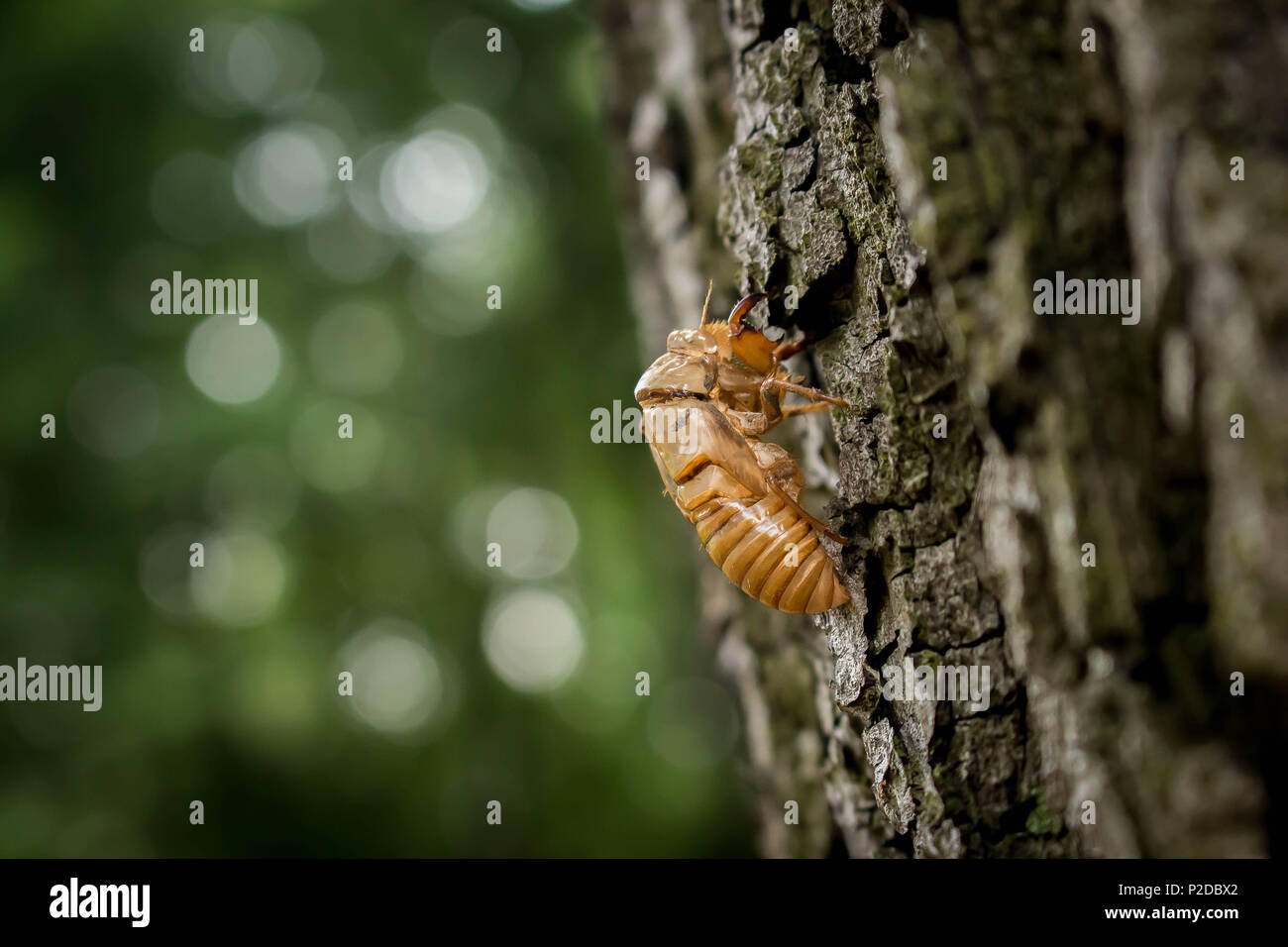 Chitin exoskeleton of cicada Tibicina haematodes on the tree Stock ...