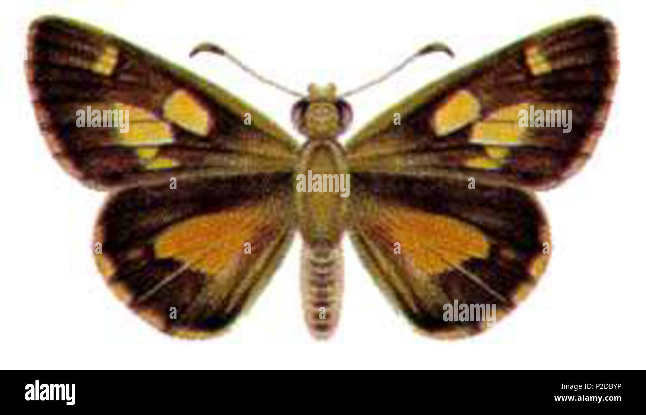 Idothea hi-res stock photography and images - Alamy