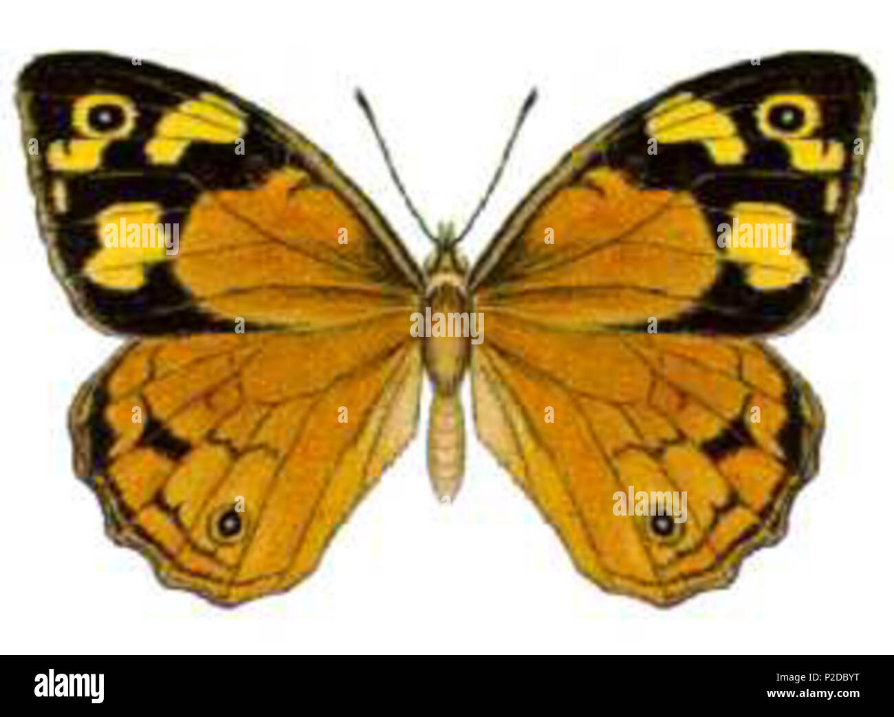 Common australian plant Cut Out Stock Images & Pictures - Alamy