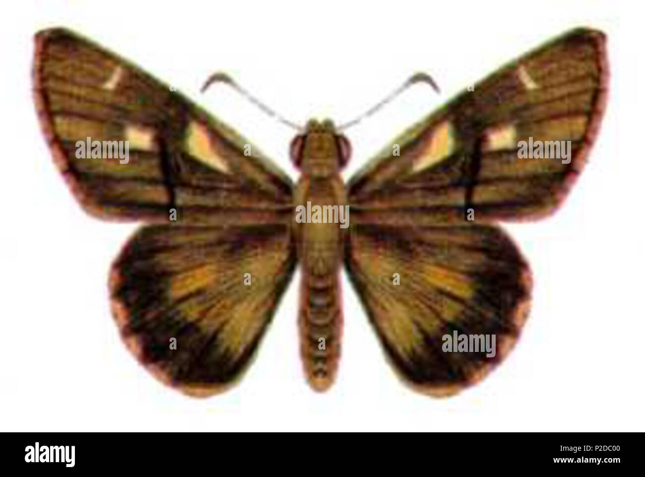 24 au Cut Out Stock Images & Pictures - Alamy