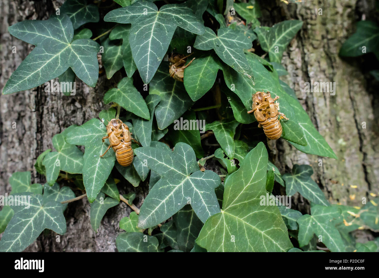 Chitin exoskeleton of cicada Tibicina haematodes on the tree Stock ...